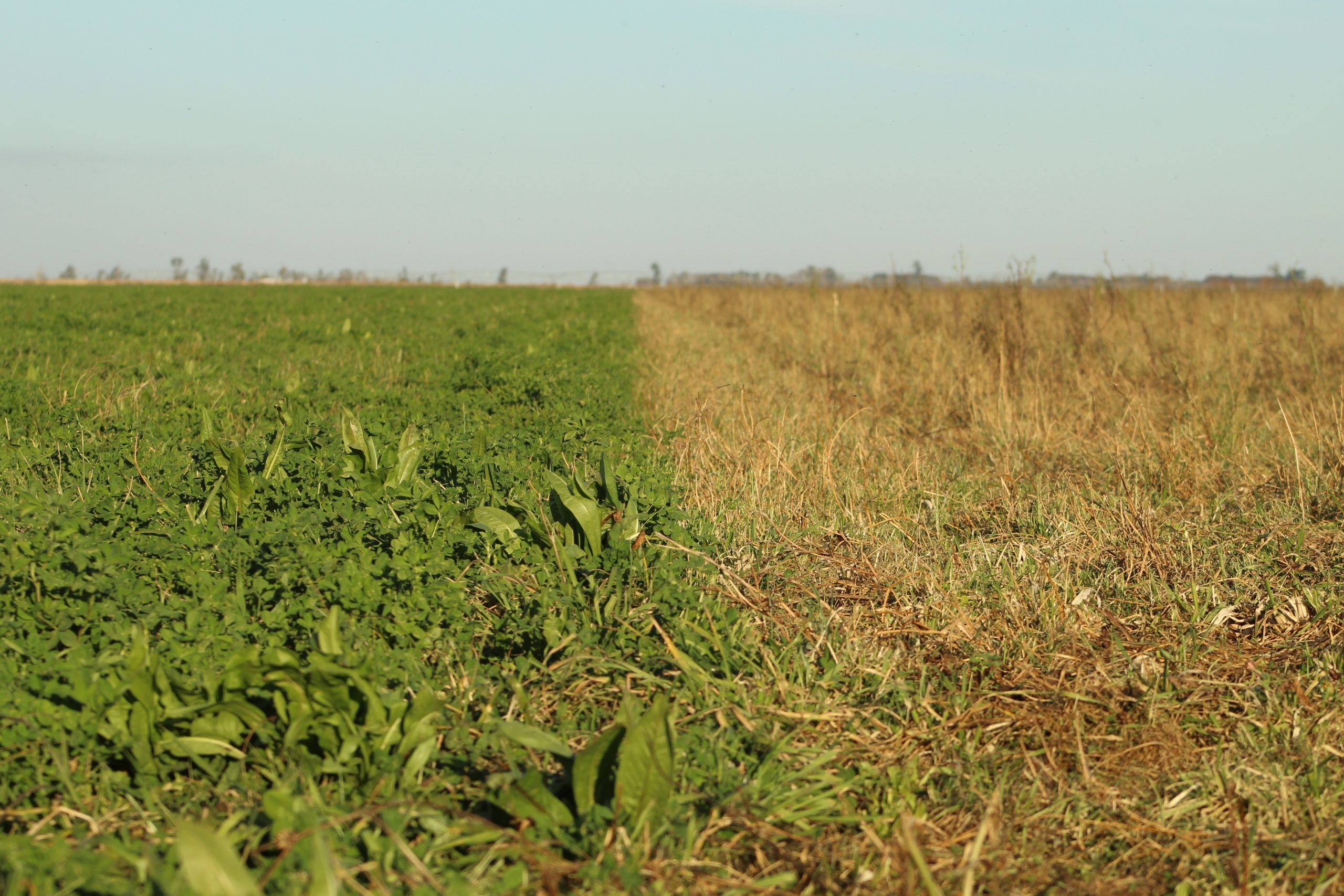 Pasture in Different Conditions – La Delia Verde